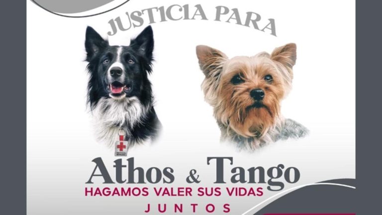 SCJN analiza reducir condena al asesino de los perros rescatistas Athos ...